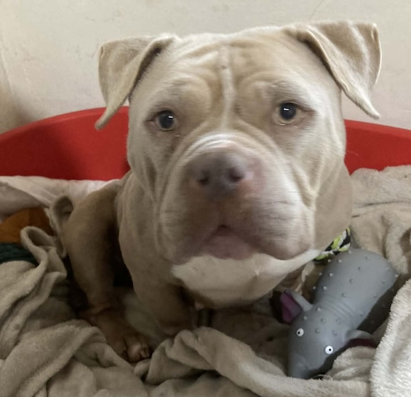 Shadow – Homeless Hounds