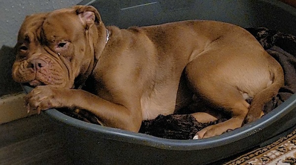 Zeus – Homeless Hounds