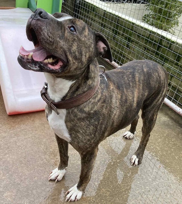 Ted – Homeless Hounds