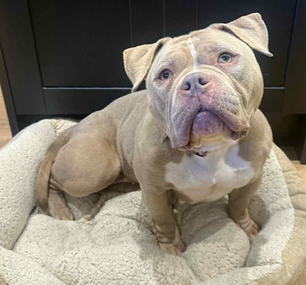Shadow – Homeless Hounds