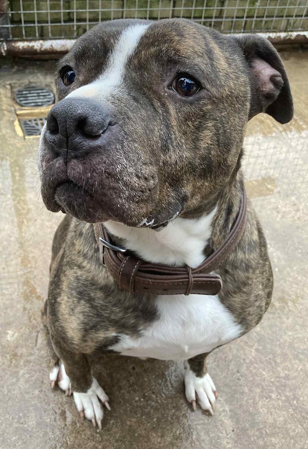 Ted – Homeless Hounds