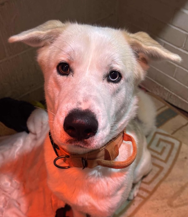 Snowy – Homeless Hounds