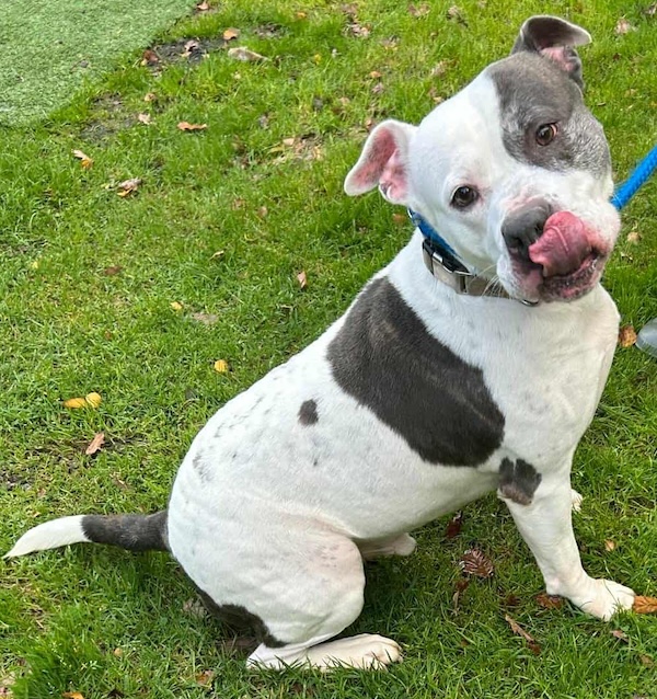 Brock – Homeless Hounds