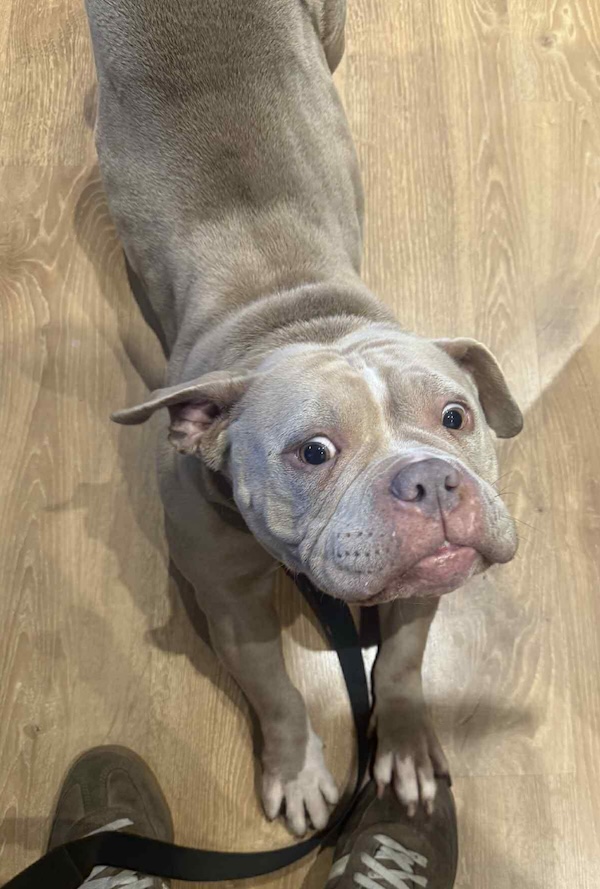 Shadow – Homeless Hounds