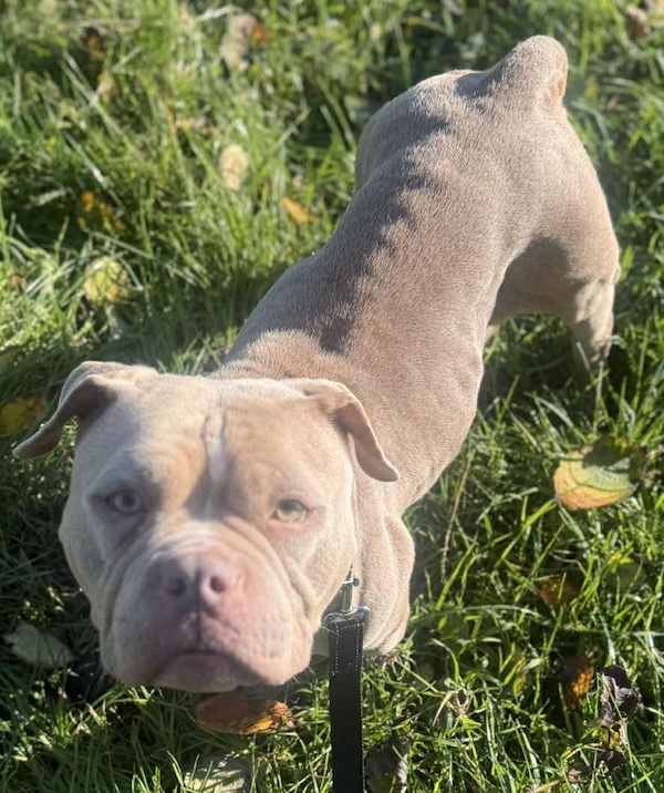 Shadow – Homeless Hounds