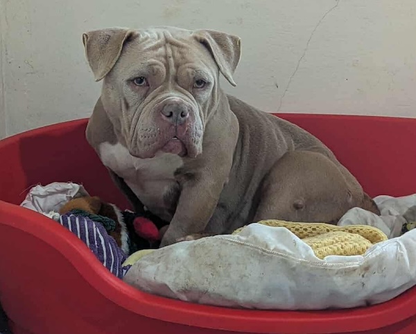 Shadow – Homeless Hounds