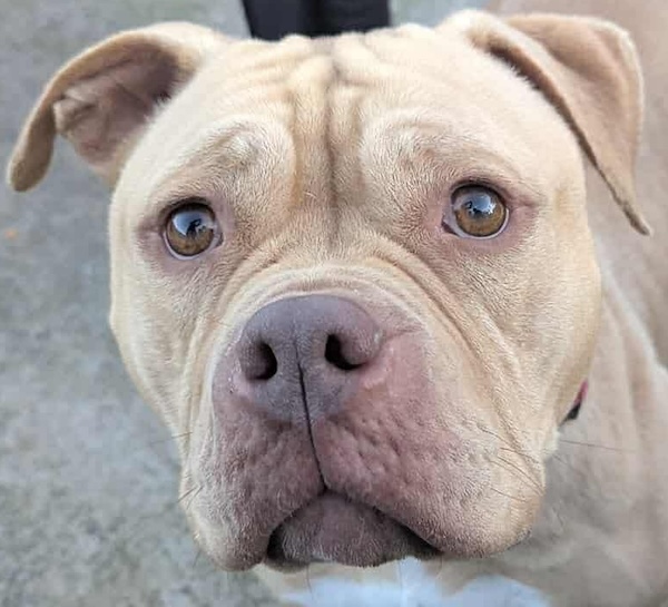 Fudge – Homeless Hounds