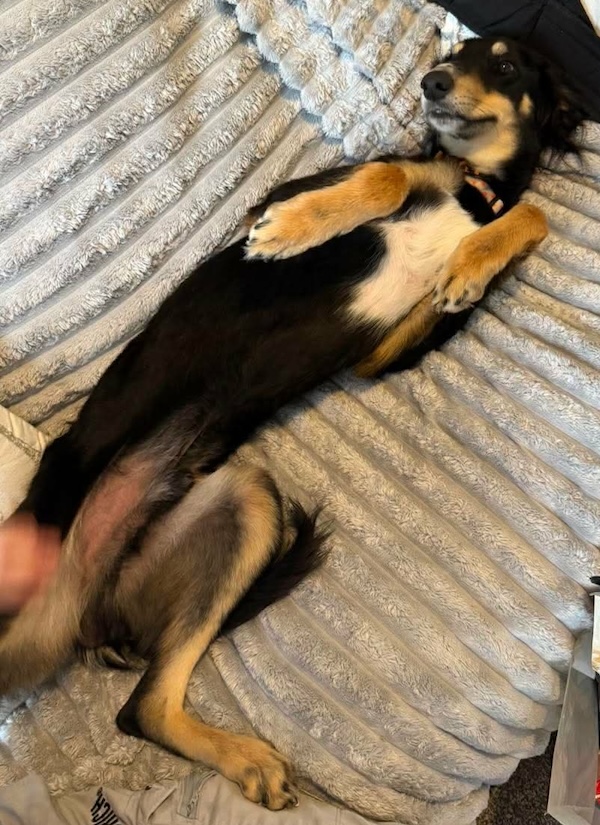 Bailey – Homeless Hounds