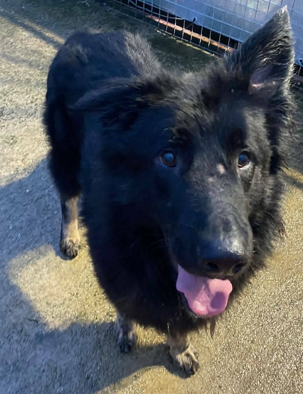 Cooper – Homeless Hounds