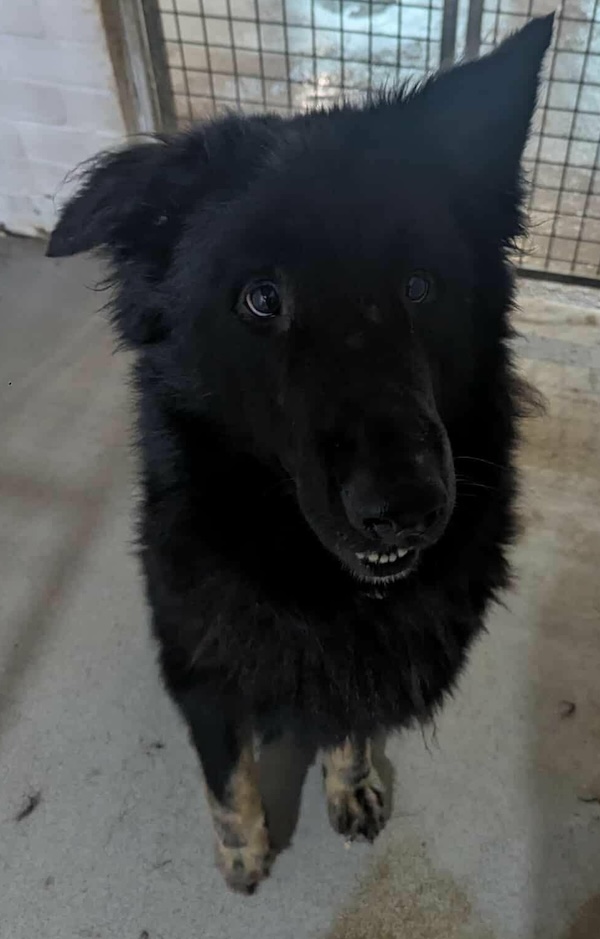 Cooper – Homeless Hounds