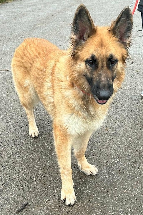 Freya – Homeless Hounds