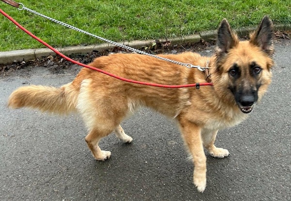 Freya – Homeless Hounds