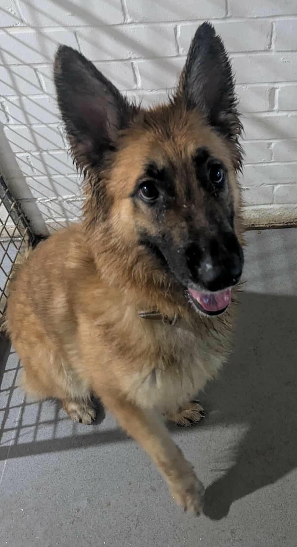 Freya – Homeless Hounds