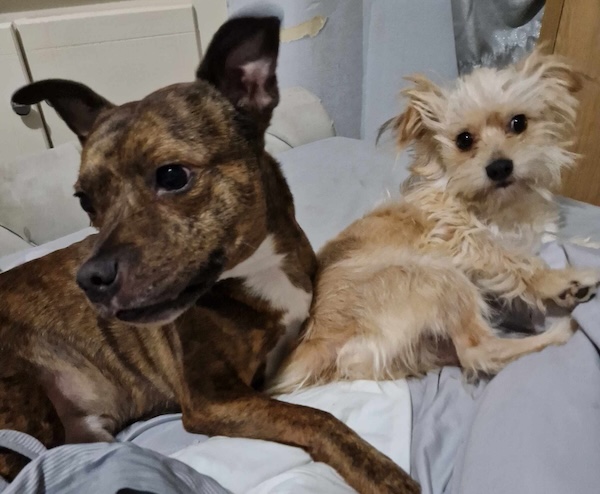 Scooby – Homeless Hounds