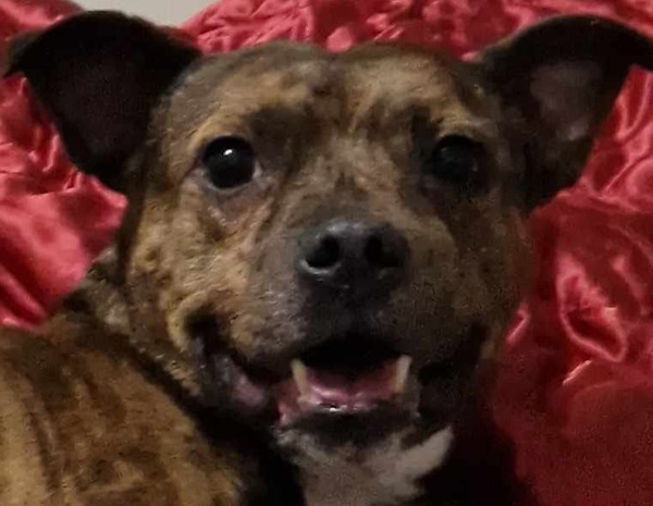 Scooby – Homeless Hounds