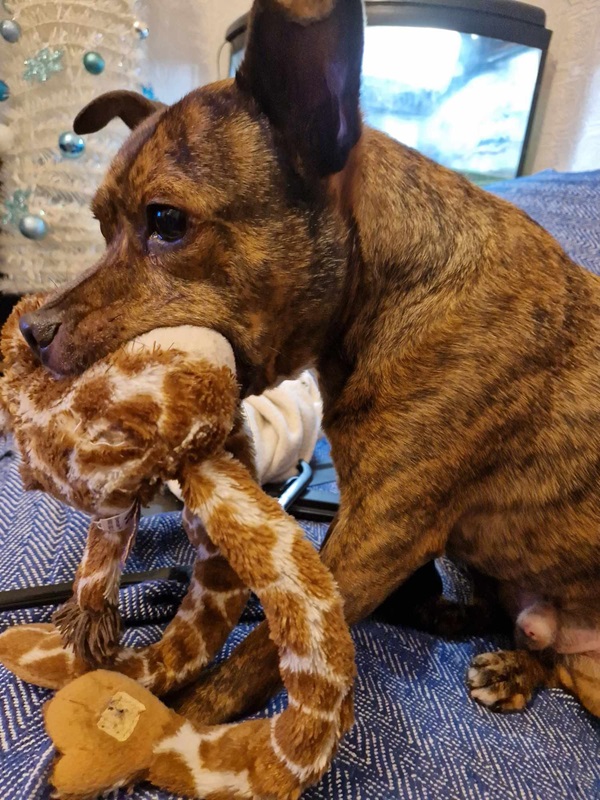 Scooby – Homeless Hounds