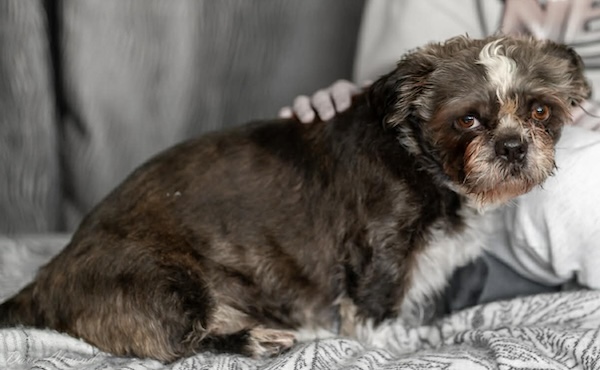 Molly – Homeless Hounds