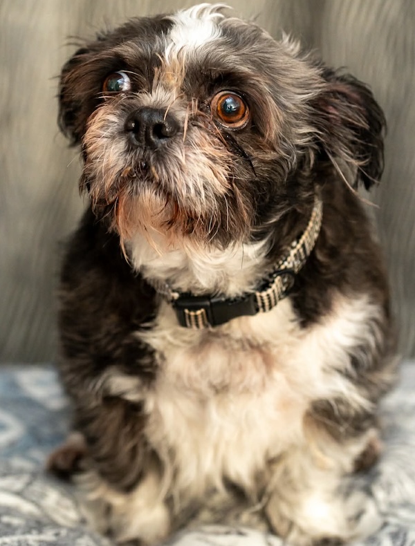 Molly – Homeless Hounds