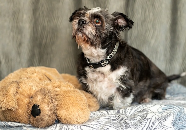 Molly – Homeless Hounds