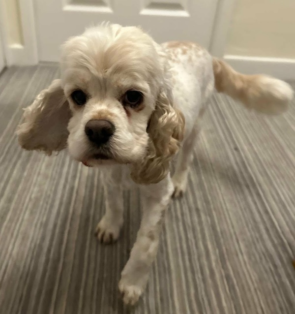 Sharlee – Homeless Hounds