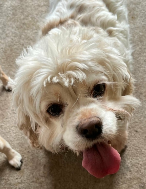 Sharlee – Homeless Hounds
