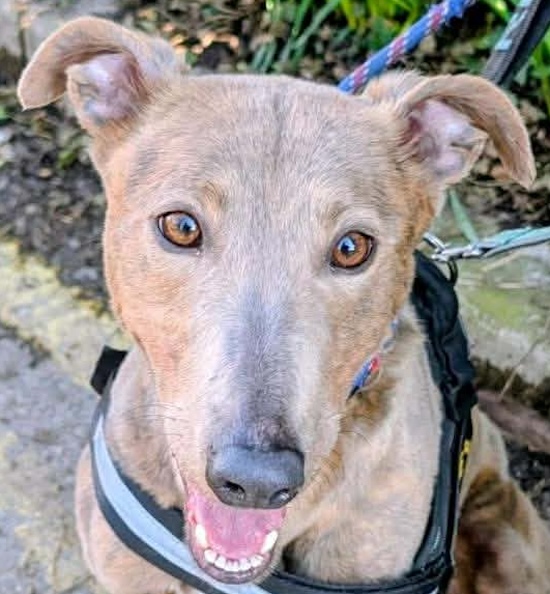 Elsie – Homeless Hounds