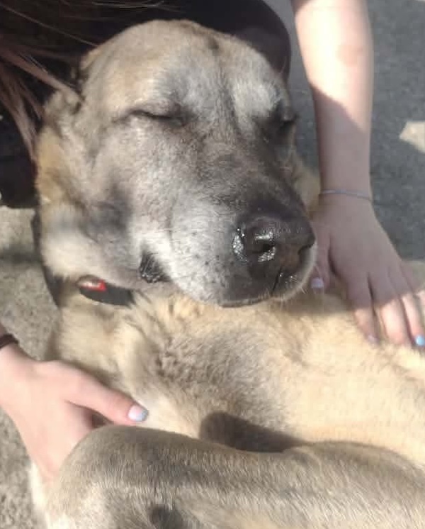 Kush – Homeless Hounds
