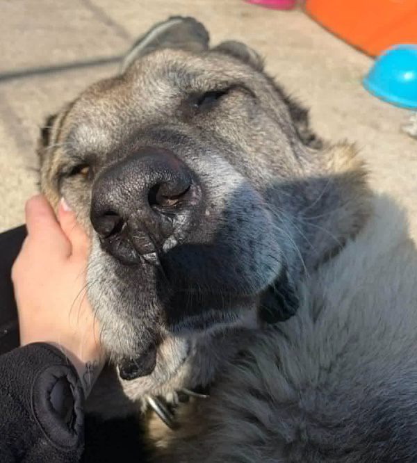 Kush – Homeless Hounds