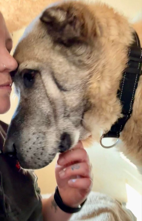 Kush – Homeless Hounds
