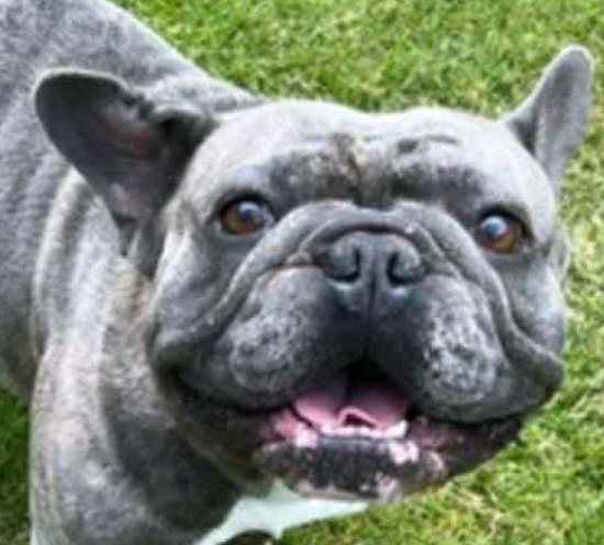 Stanley – Homeless Hounds