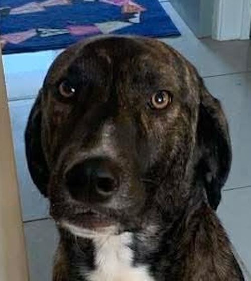 Adopt a dog – Homeless Hounds