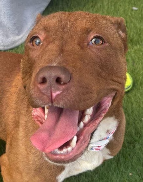Adopt a dog – Homeless Hounds