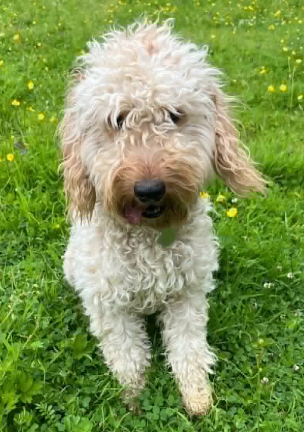 Millie – Homeless Hounds