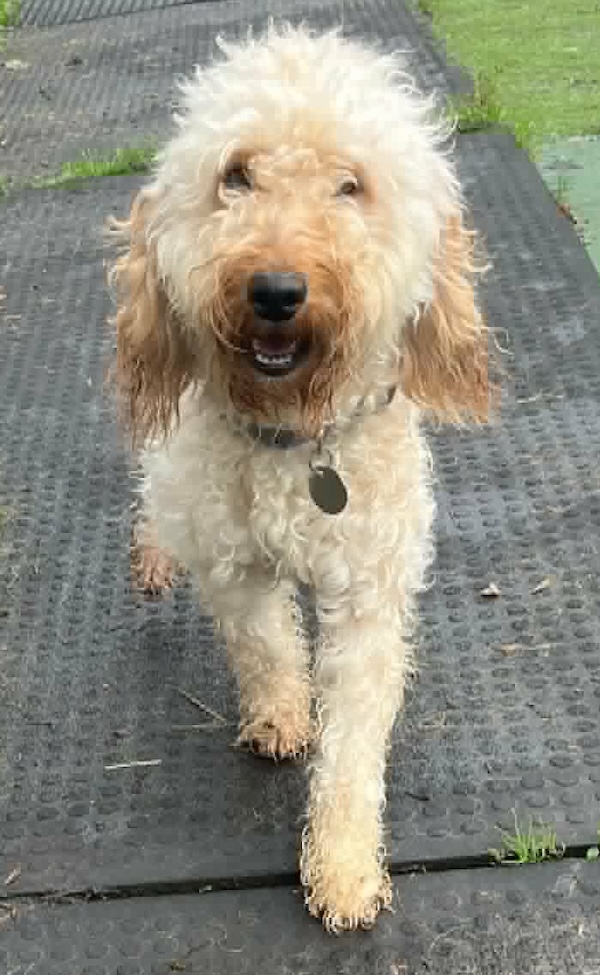 Millie – Homeless Hounds