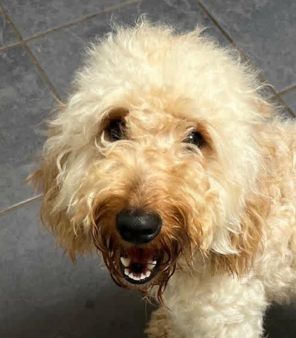 Millie – Homeless Hounds