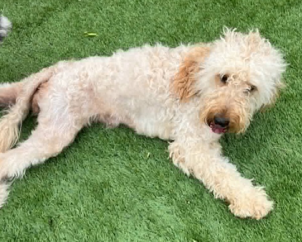 Millie – Homeless Hounds